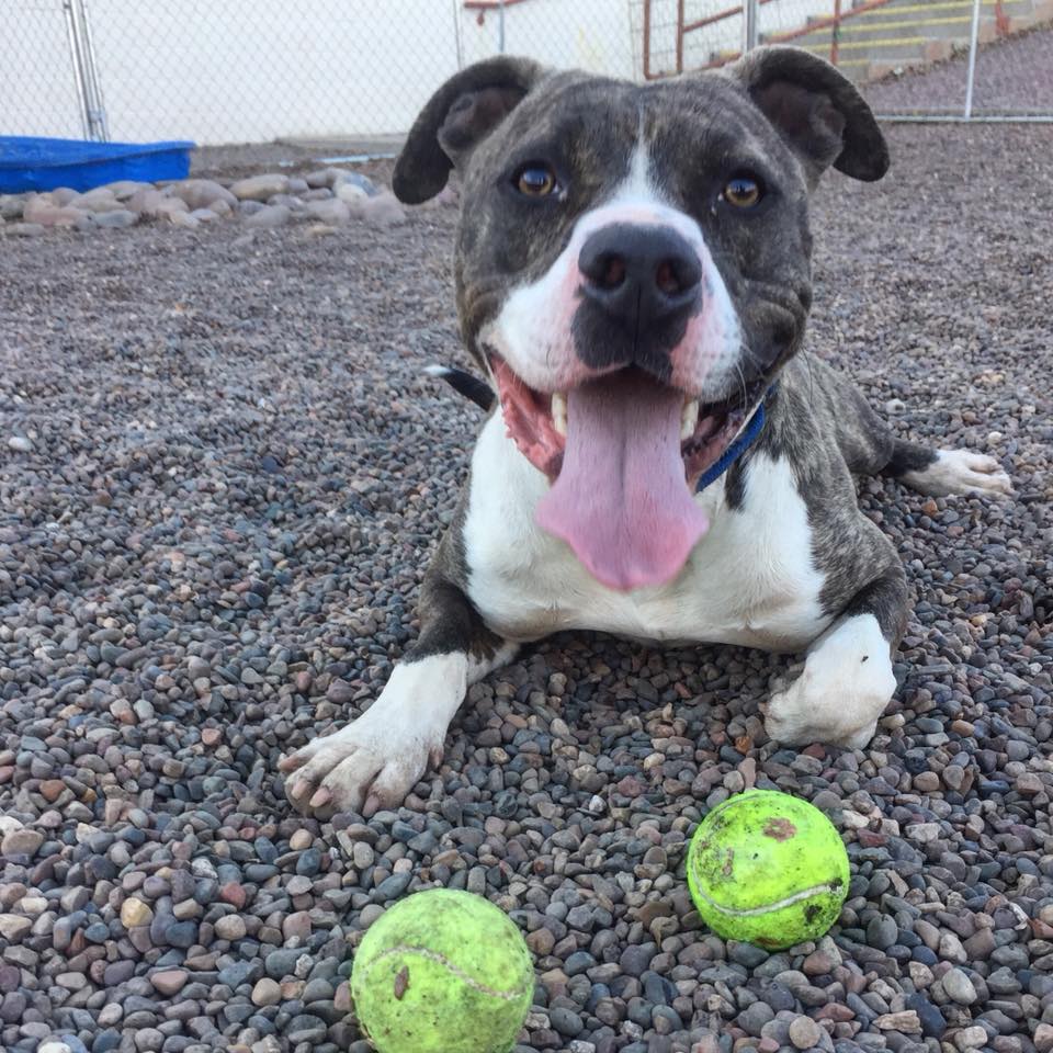 Laffy Daffy | Project PAL